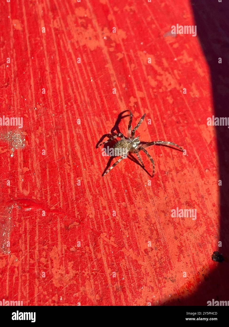 Grey Cross Spider (Larinioides sclopetarius) Arachnida Stock Photo - Alamy