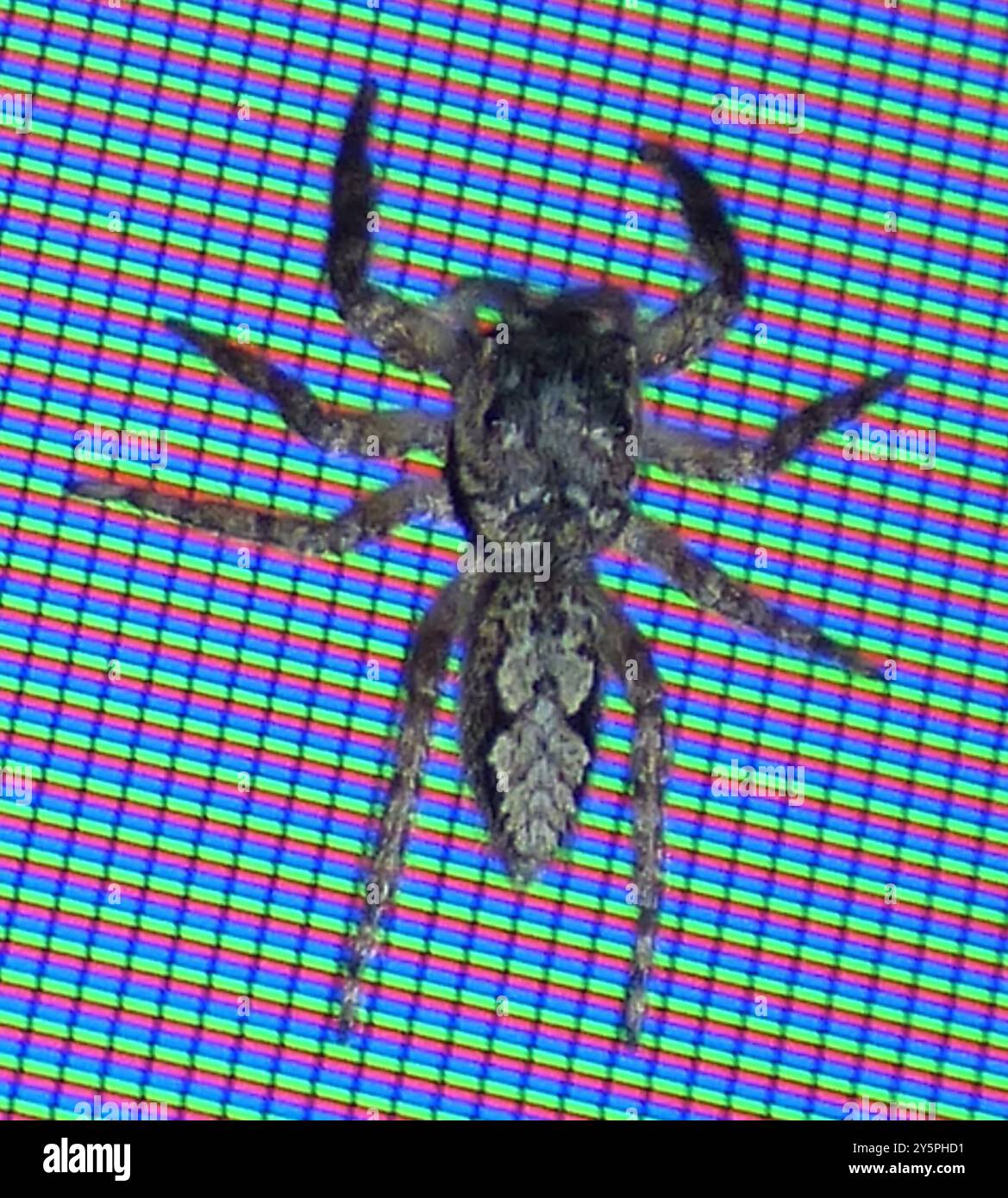 Tan Jumping Spider (Platycryptus undatus) Arachnida Stock Photo - Alamy