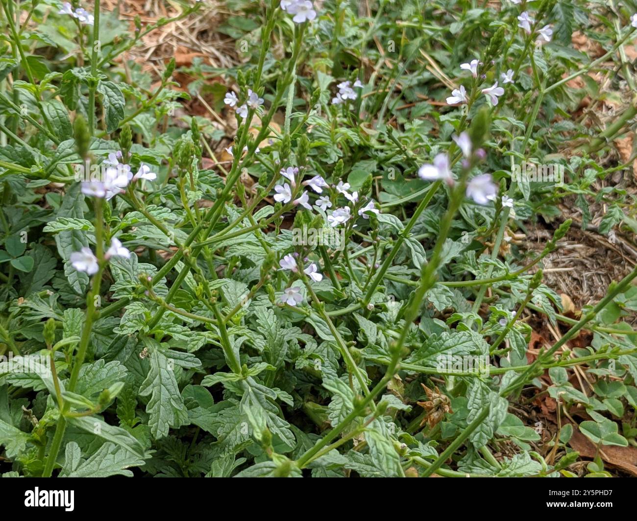 Common vervain (Verbena officinalis) Plantae Stock Photo - Alamy