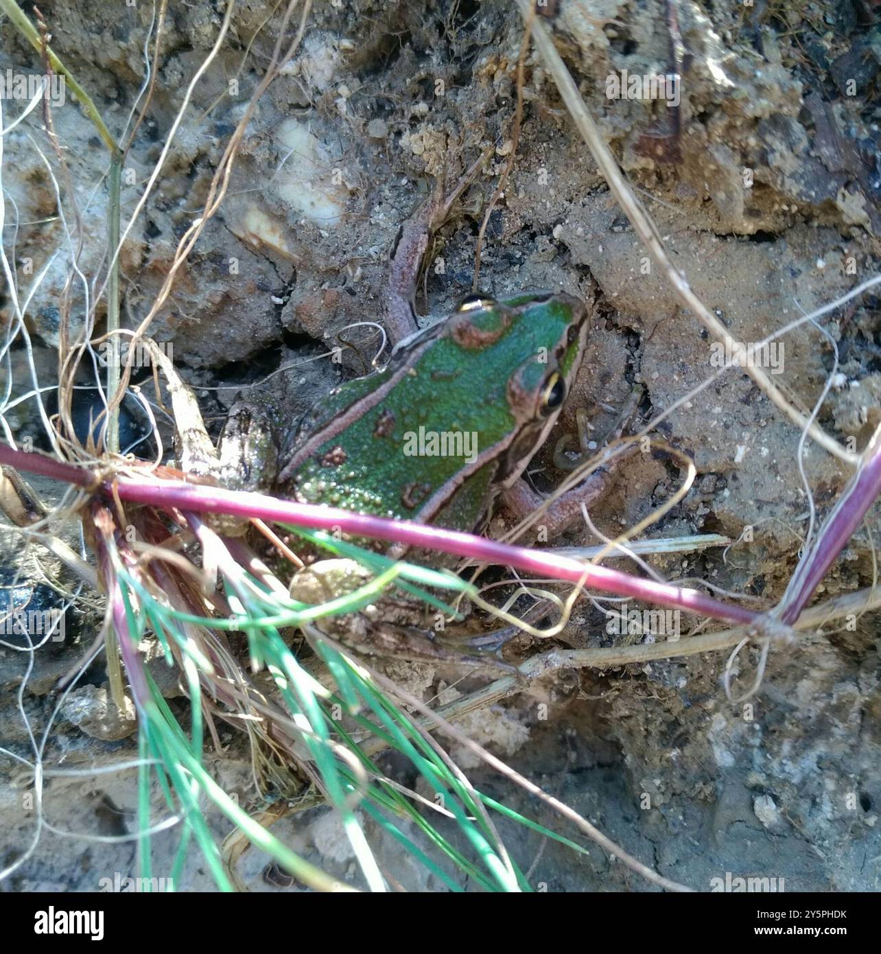 Pool frog complex and its kleptons (Pelophylax lessonae) Amphibia Stock ...