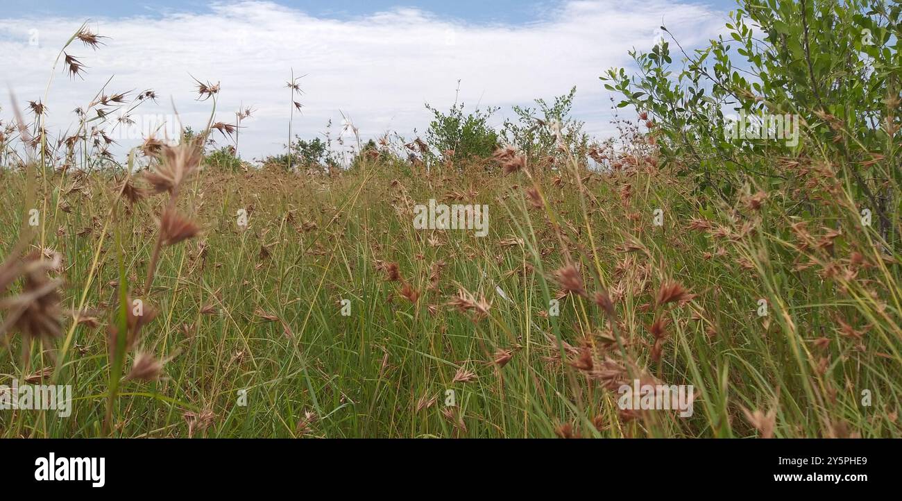 Kangaroo Grass (Themeda triandra) Plantae Stock Photo - Alamy