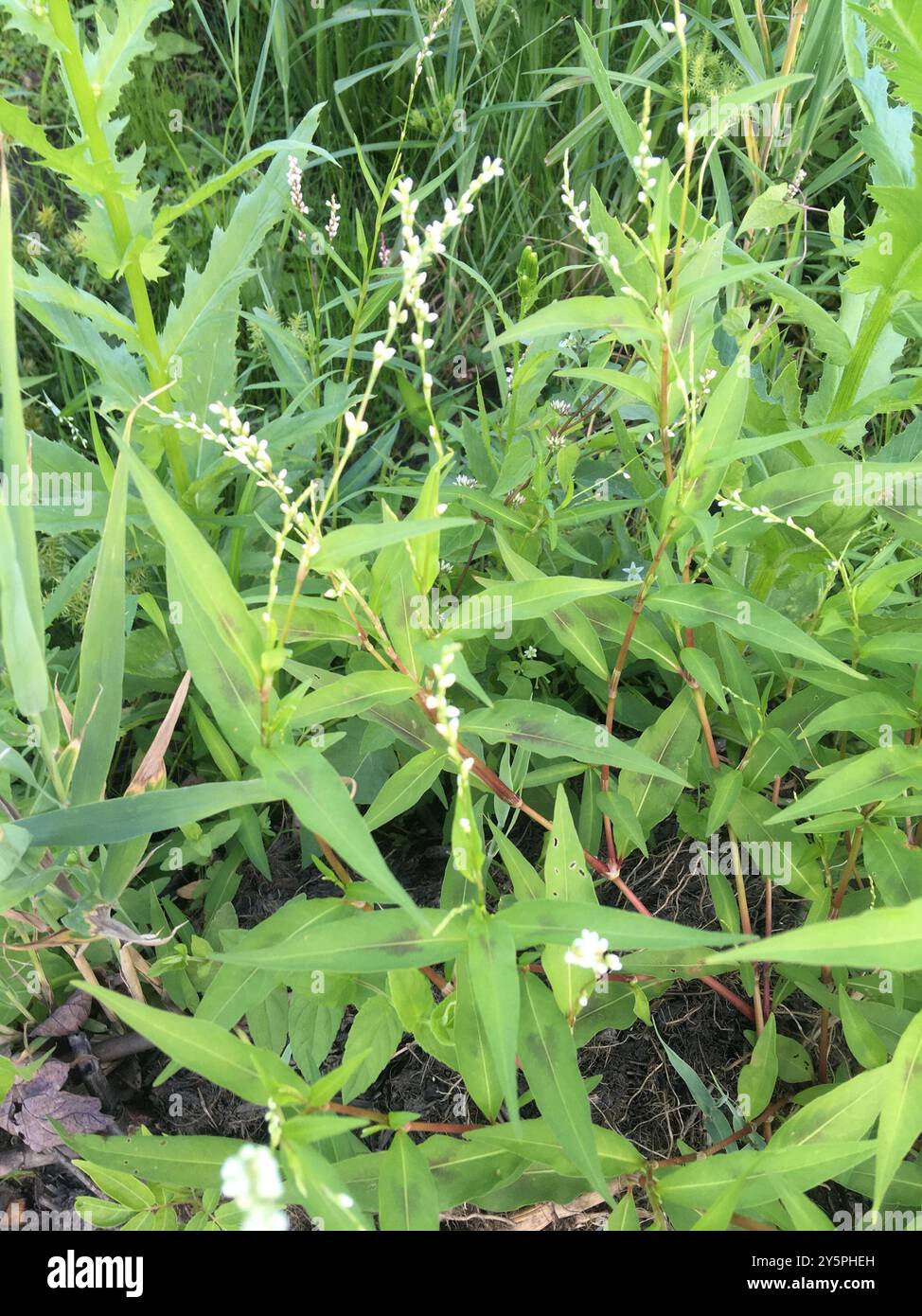 waterpepper (Persicaria hydropiper) Plantae Stock Photo - Alamy