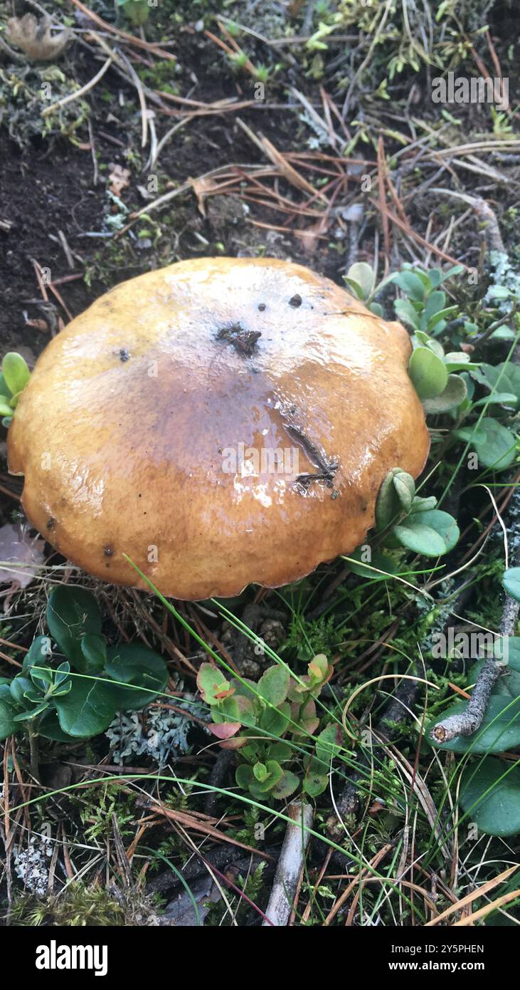 Purple-veiled Slippery Jack (Suillus luteus) Fungi Stock Photo - Alamy