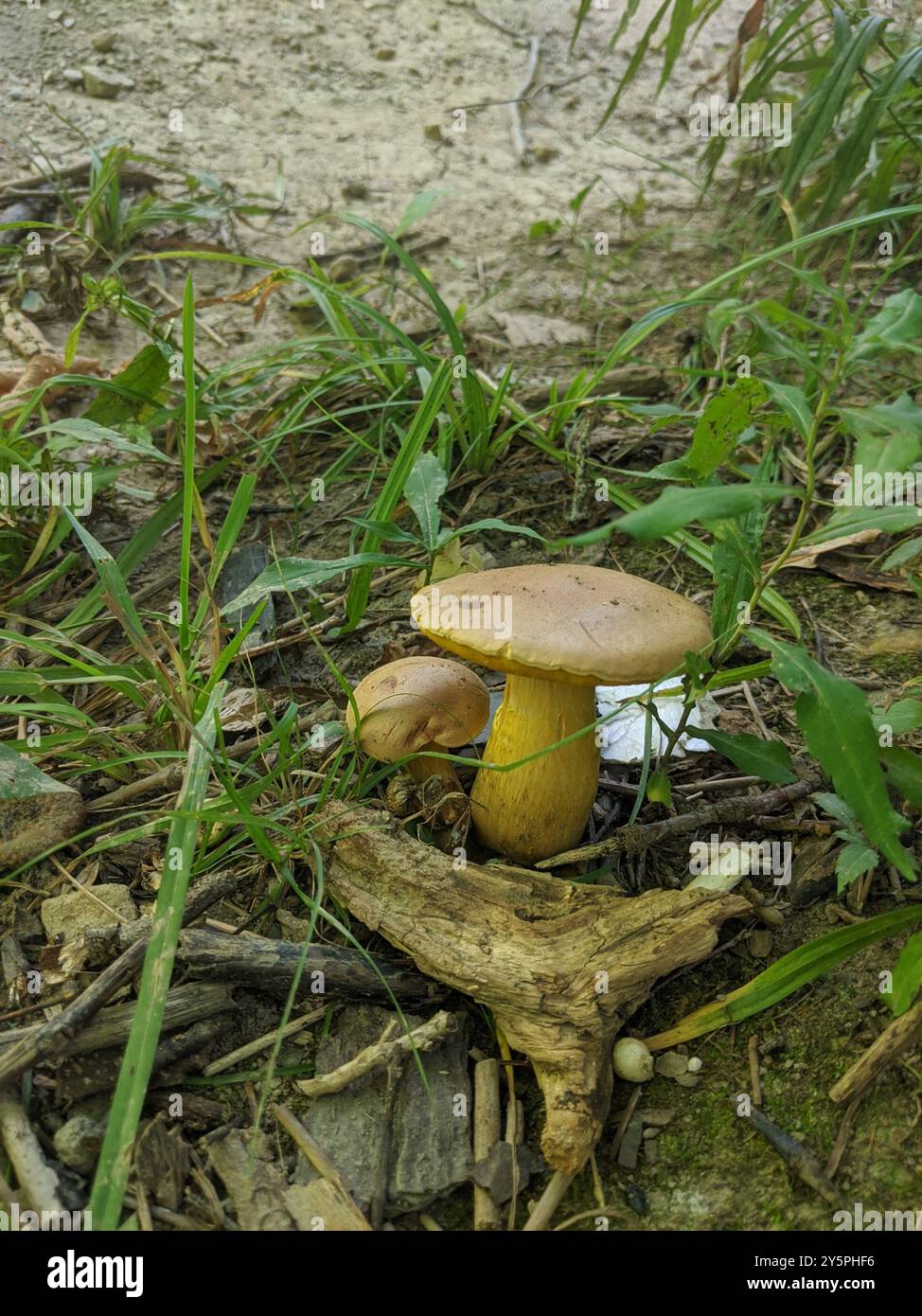 boletes (Boletaceae) Fungi Stock Photo - Alamy