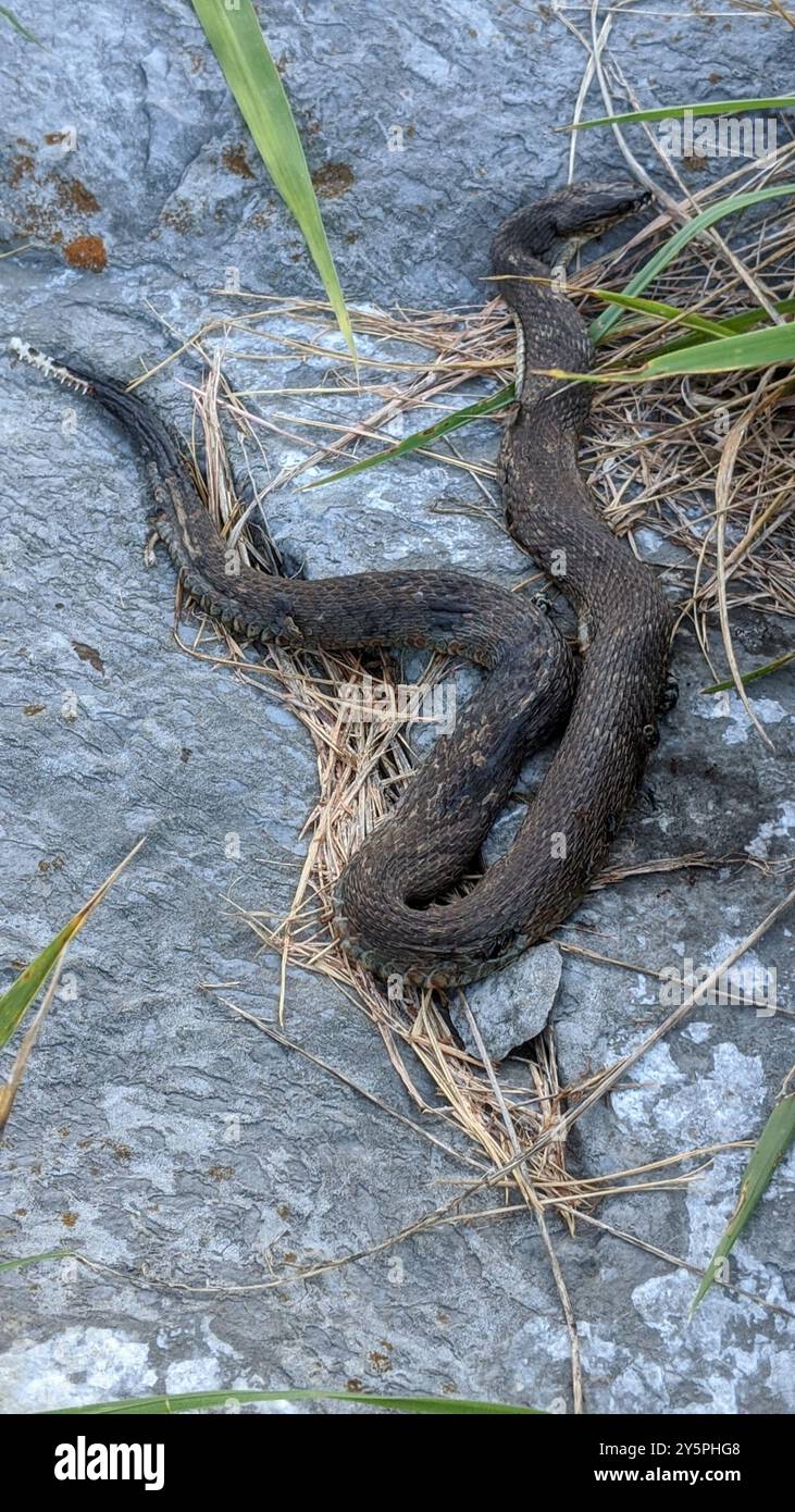 Northern Watersnake (Nerodia sipedon sipedon) Reptilia Stock Photo - Alamy