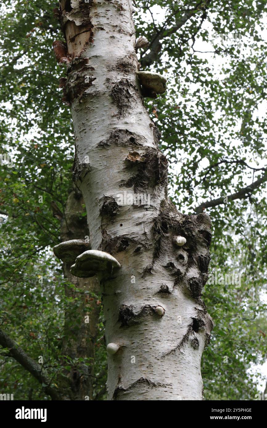 birch polypore (Fomitopsis betulina) Fungi Stock Photo - Alamy