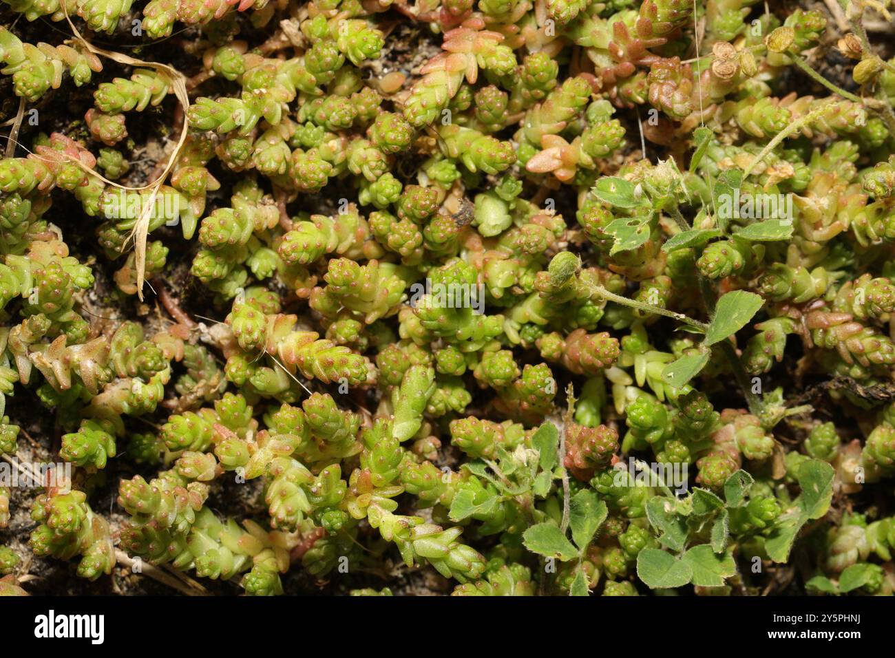 Biting Stonecrop (Sedum acre) Plantae Stock Photo - Alamy
