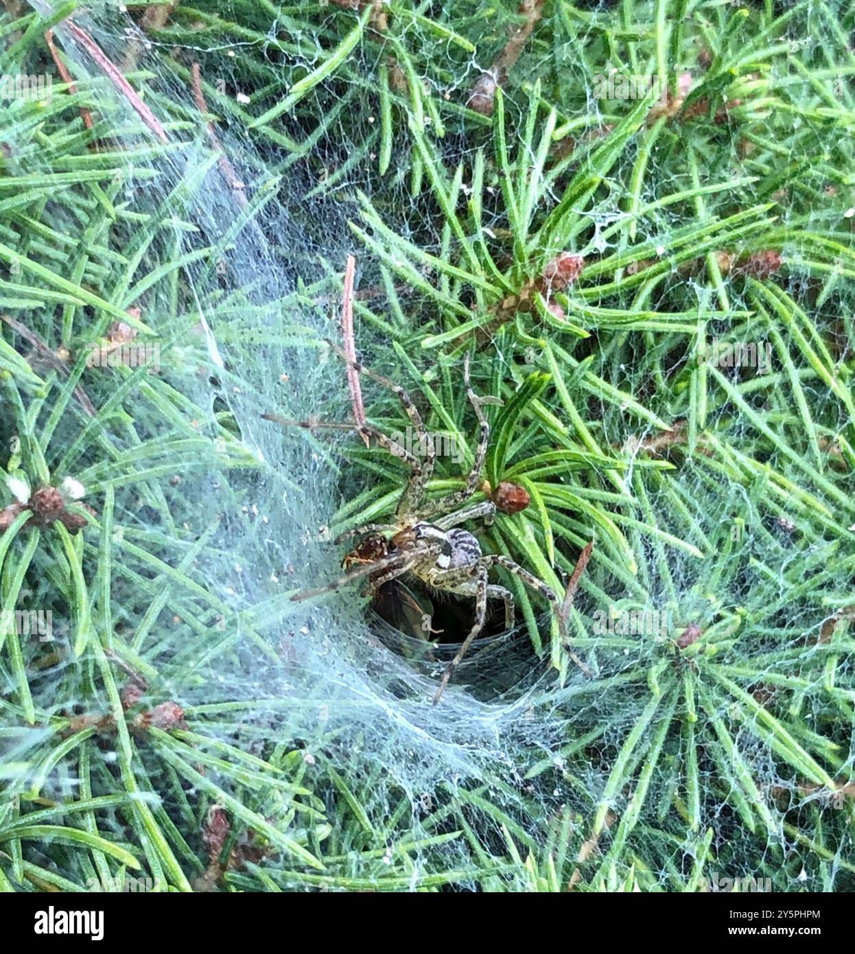 Grass Spiders (Agelenopsis) Arachnida Stock Photo - Alamy