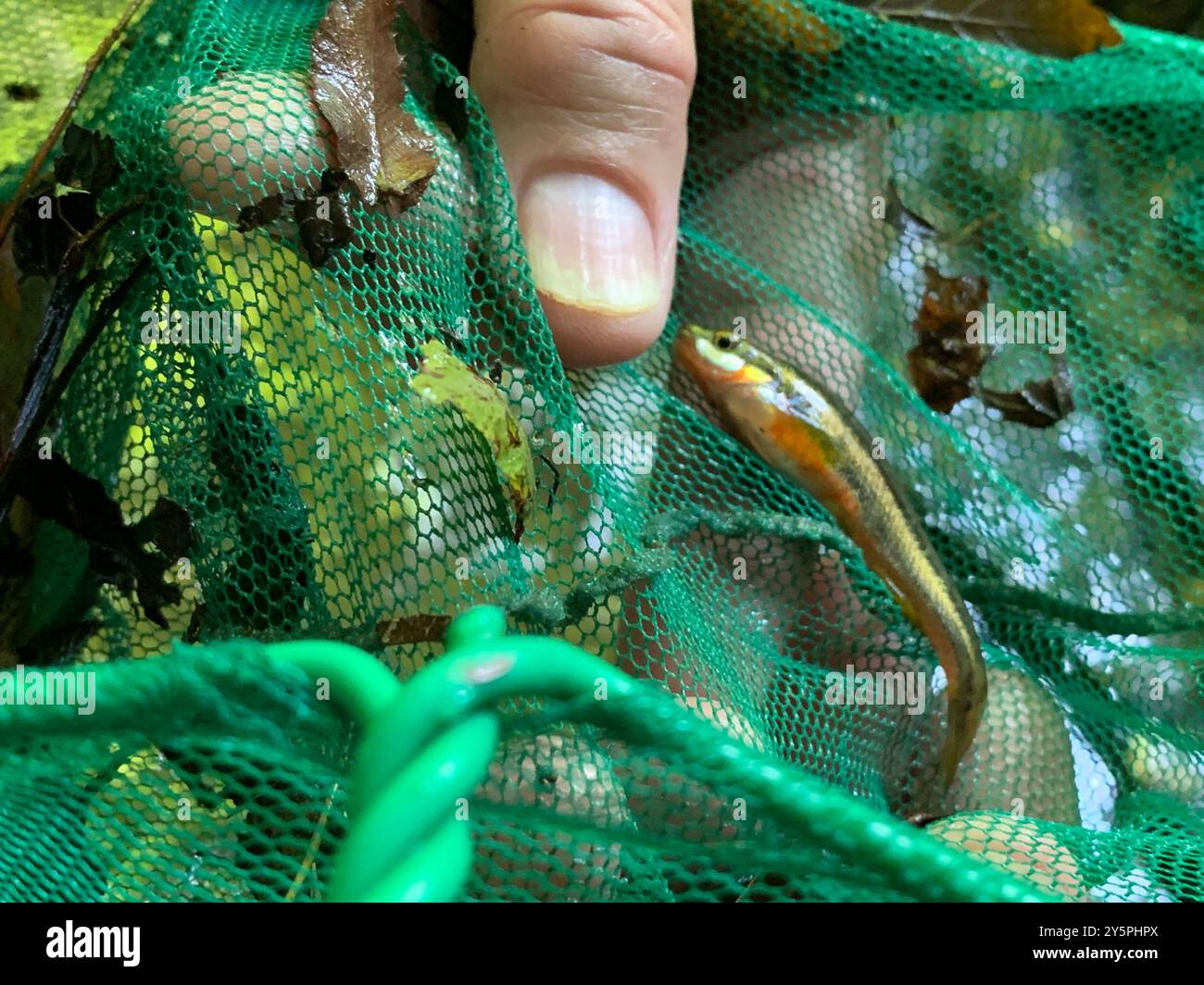 Southern Redbelly Dace (Chrosomus erythrogaster) Actinopterygii Stock ...