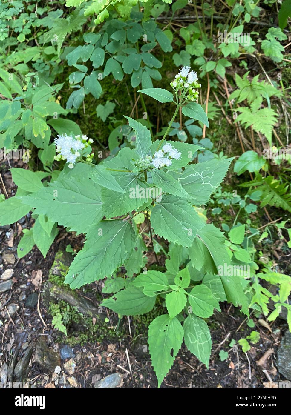 white snakeroot (Ageratina altissima) Plantae Stock Photo - Alamy