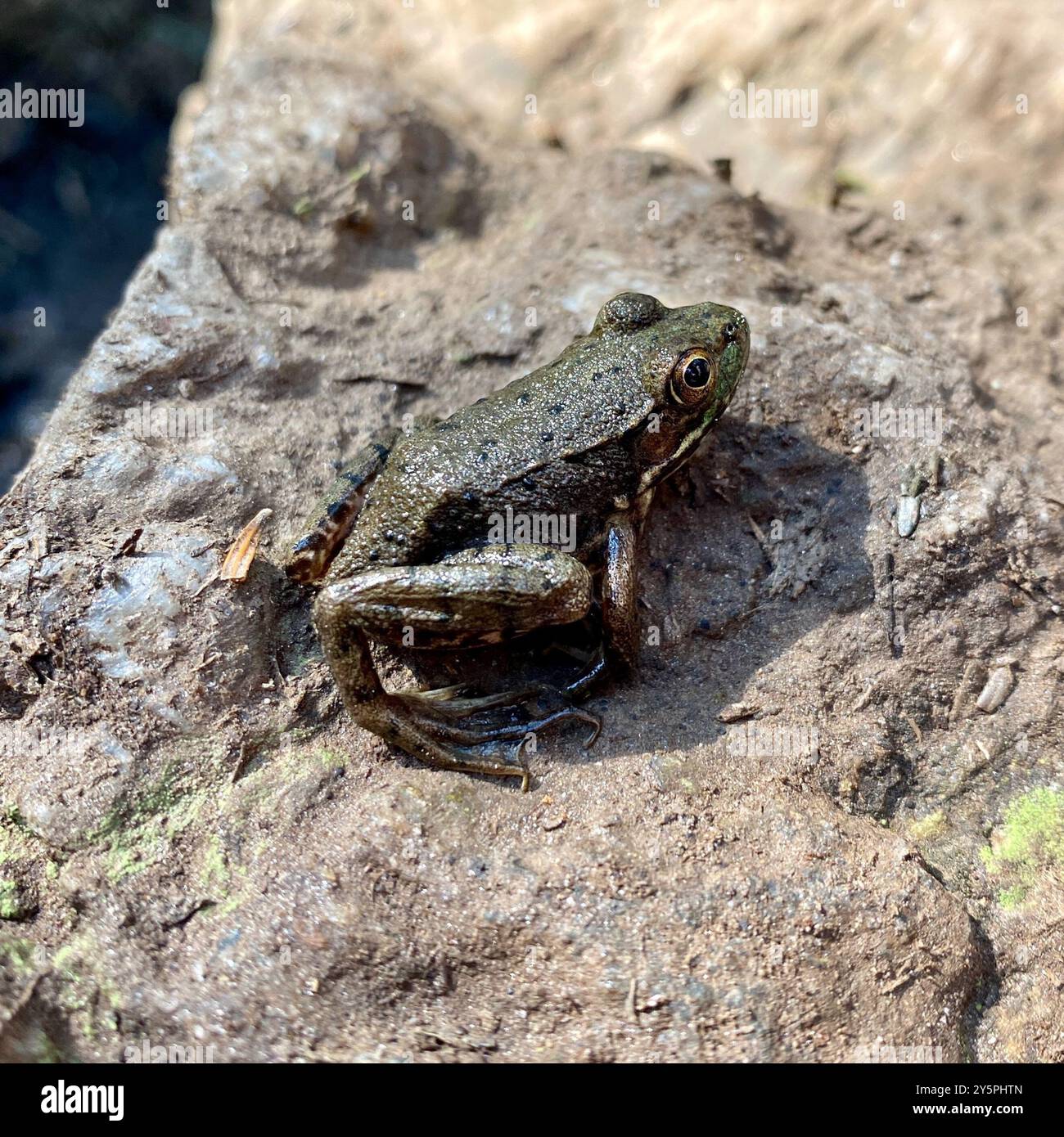 Green Frog (Lithobates clamitans) Amphibia Stock Photo - Alamy