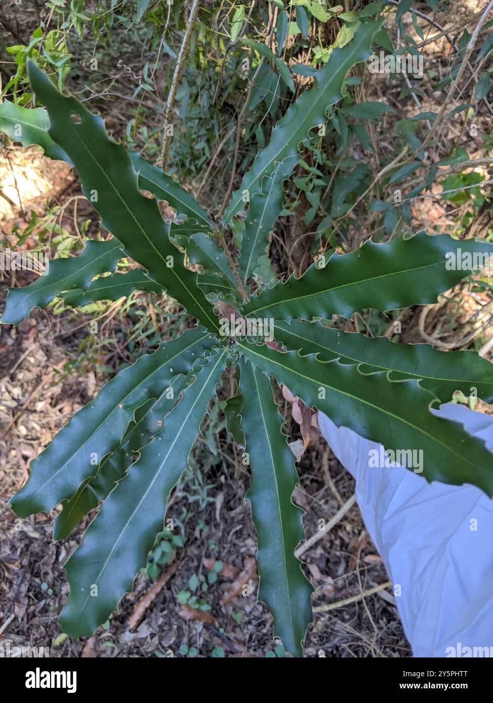 Macadamia Tree (Macadamia integrifolia) Plantae Stock Photo - Alamy