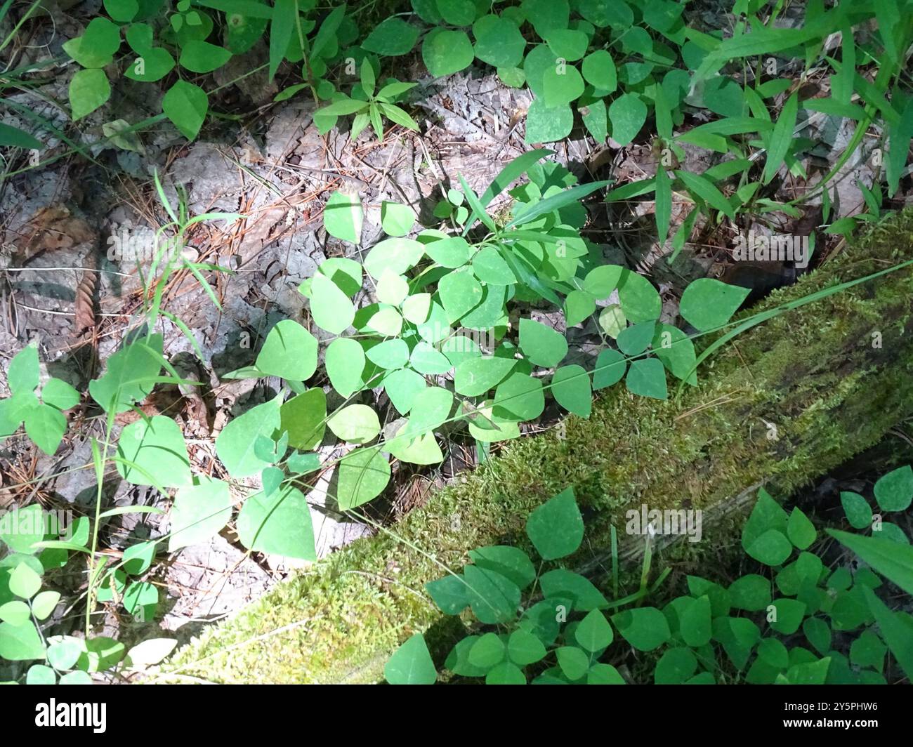 American hog-peanut (Amphicarpaea bracteata) Plantae Stock Photo - Alamy