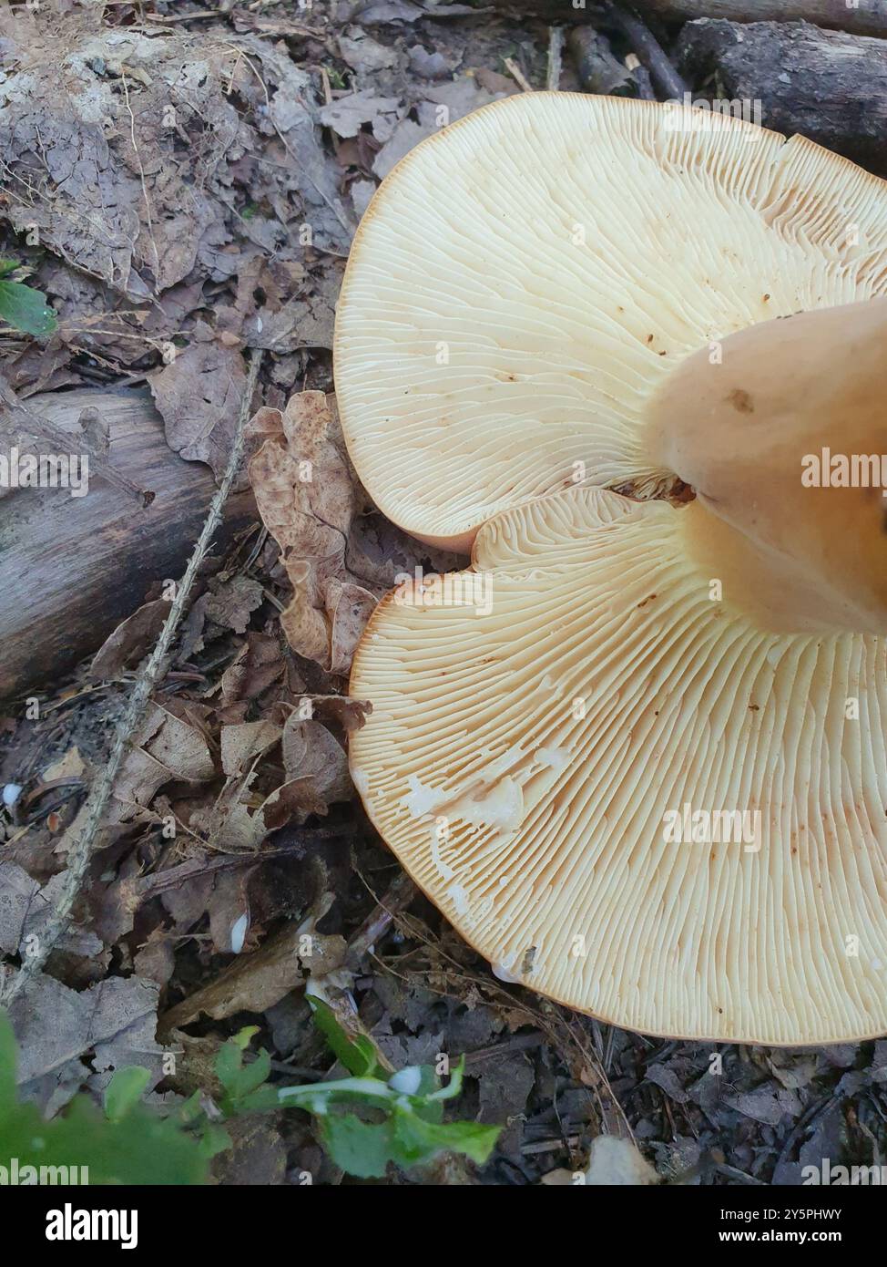 Weeping Milk Cap (Lactifluus volemus) Fungi Stock Photo - Alamy