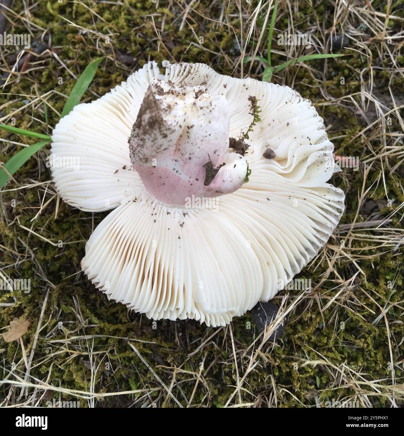 purple-bloom russula (Russula mariae) Fungi Stock Photo - Alamy
