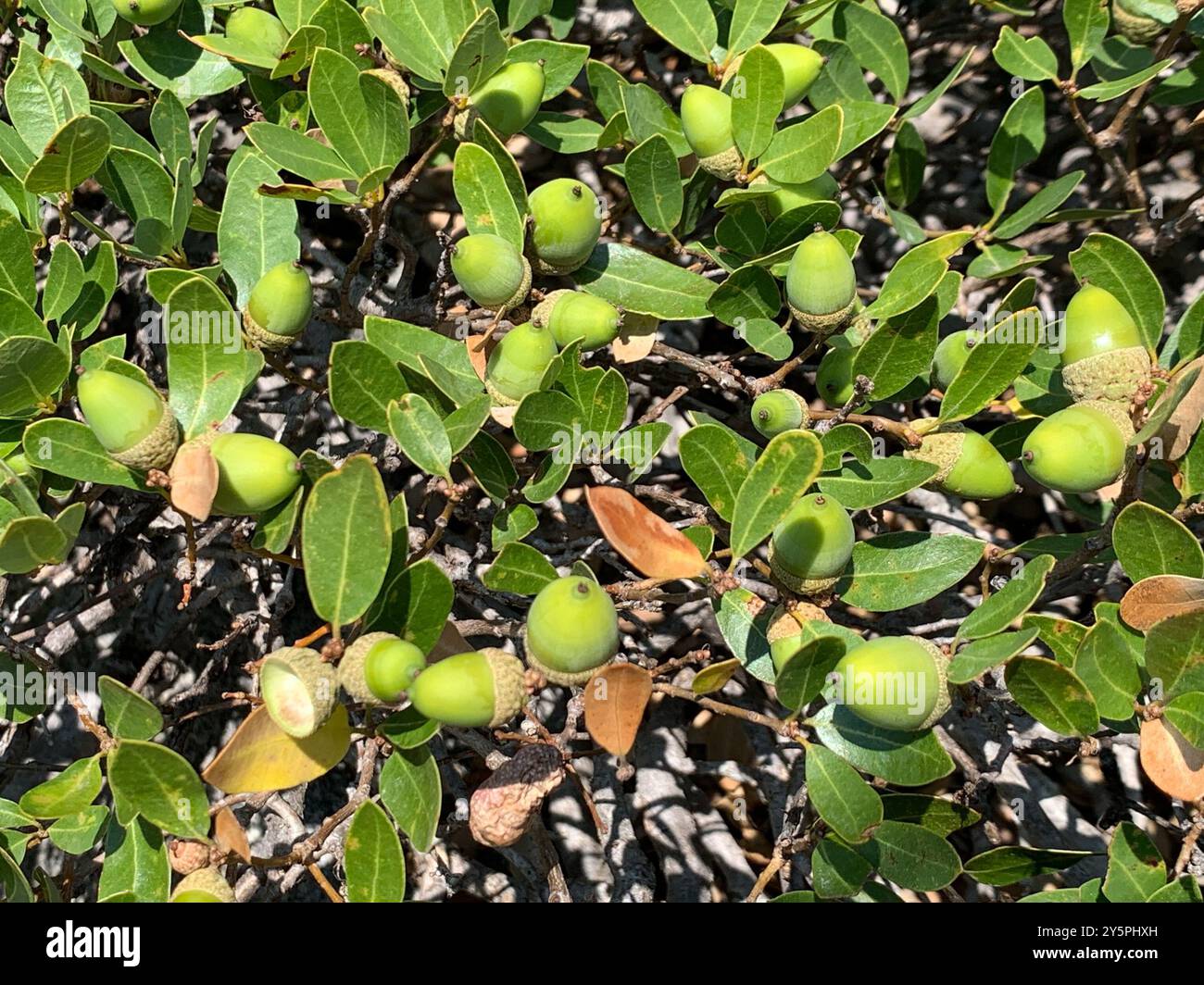 huckleberry oak (Quercus vacciniifolia) Plantae Stock Photo - Alamy