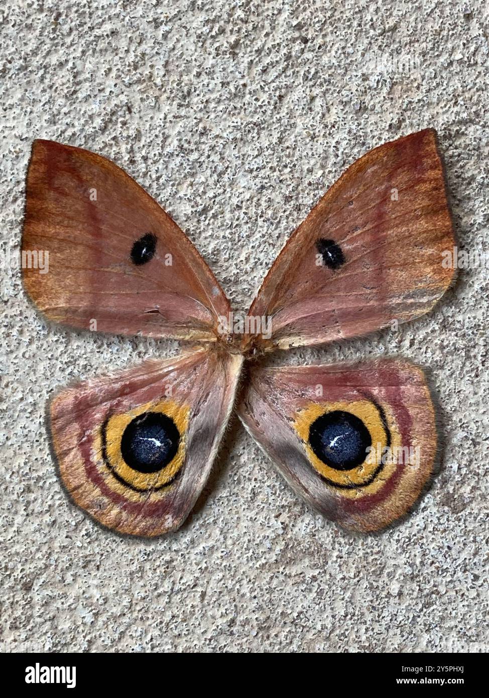 Io Moth (Automeris io) Insecta Stock Photo - Alamy