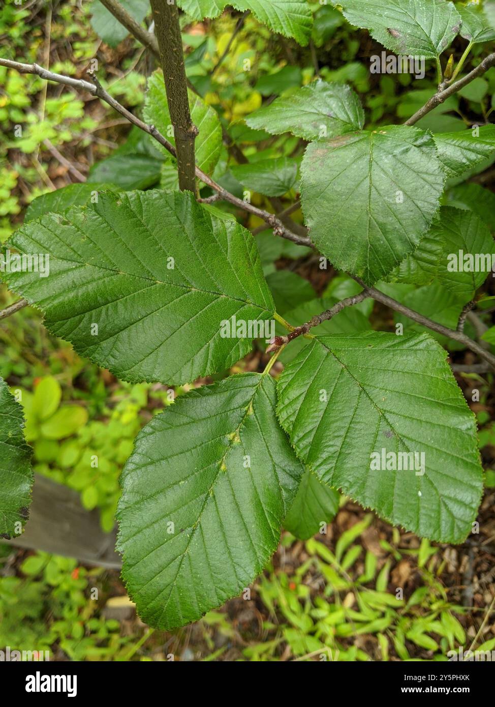 green alder (Alnus alnobetula) Plantae Stock Photo - Alamy