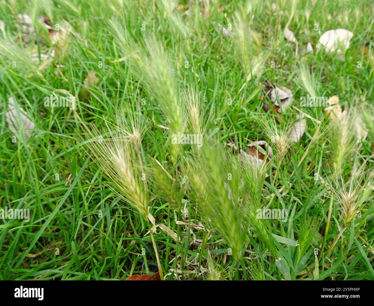 wall barley (Hordeum murinum) Plantae Stock Photo - Alamy
