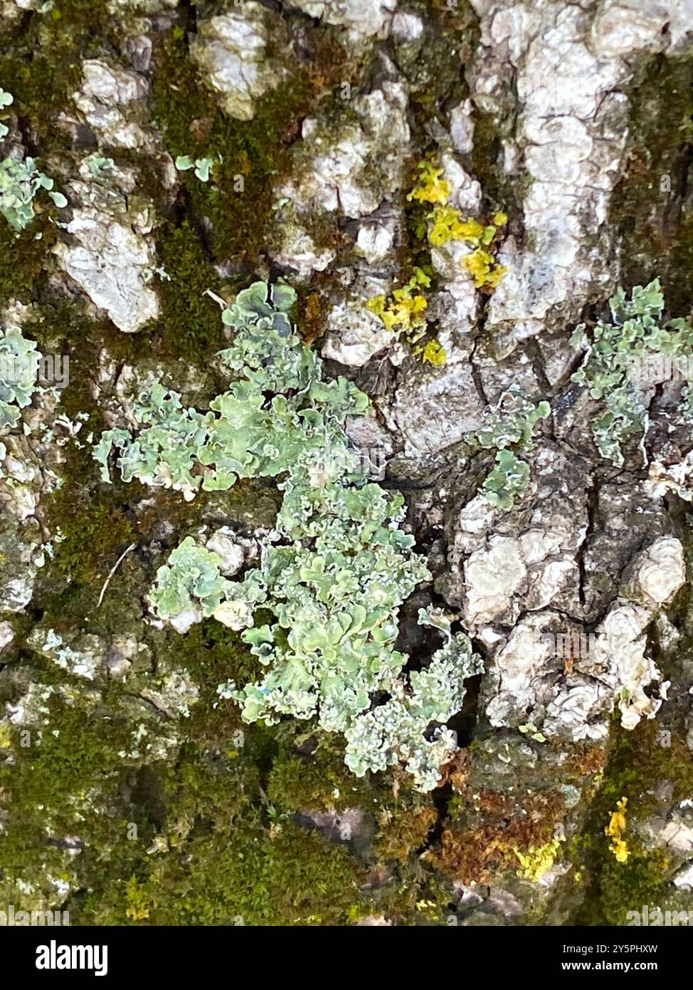 common greenshield lichen (Flavoparmelia caperata) Fungi Stock Photo ...