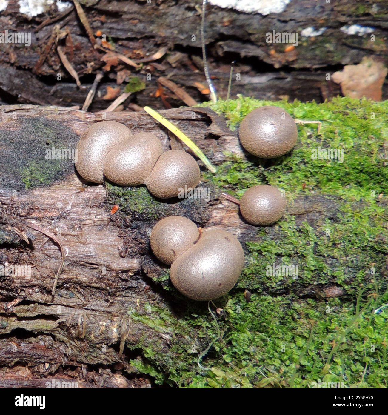Wolf's Milk (Lycogala epidendrum) Protozoa Stock Photo - Alamy