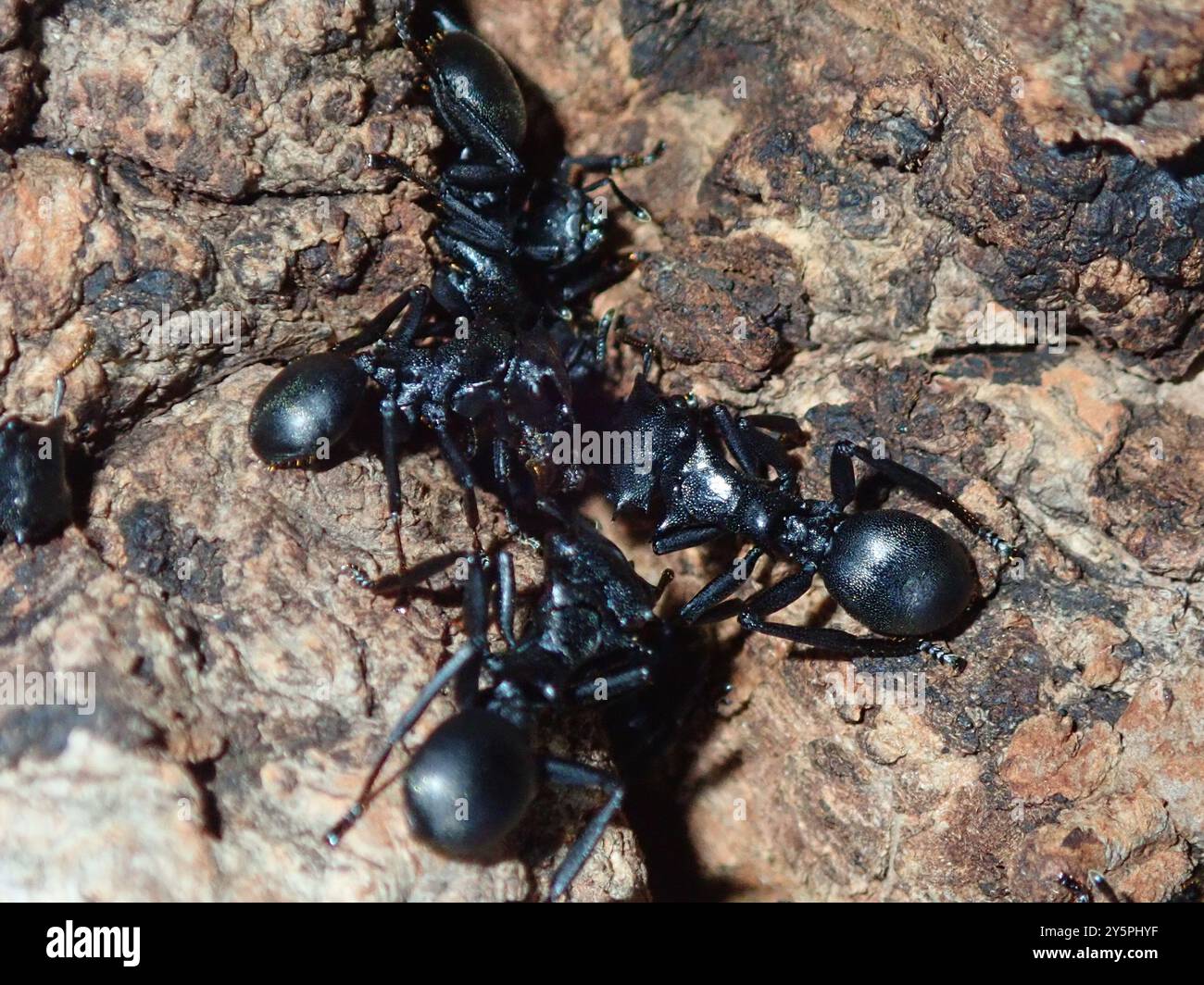 Common Giant Turtle Ant (Cephalotes atratus) Insecta Stock Photo - Alamy