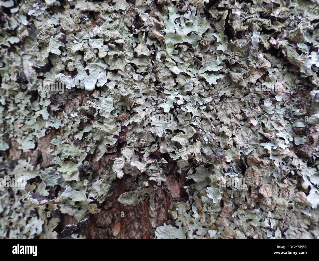 shield lichen (Parmelia sulcata) Fungi Stock Photo - Alamy