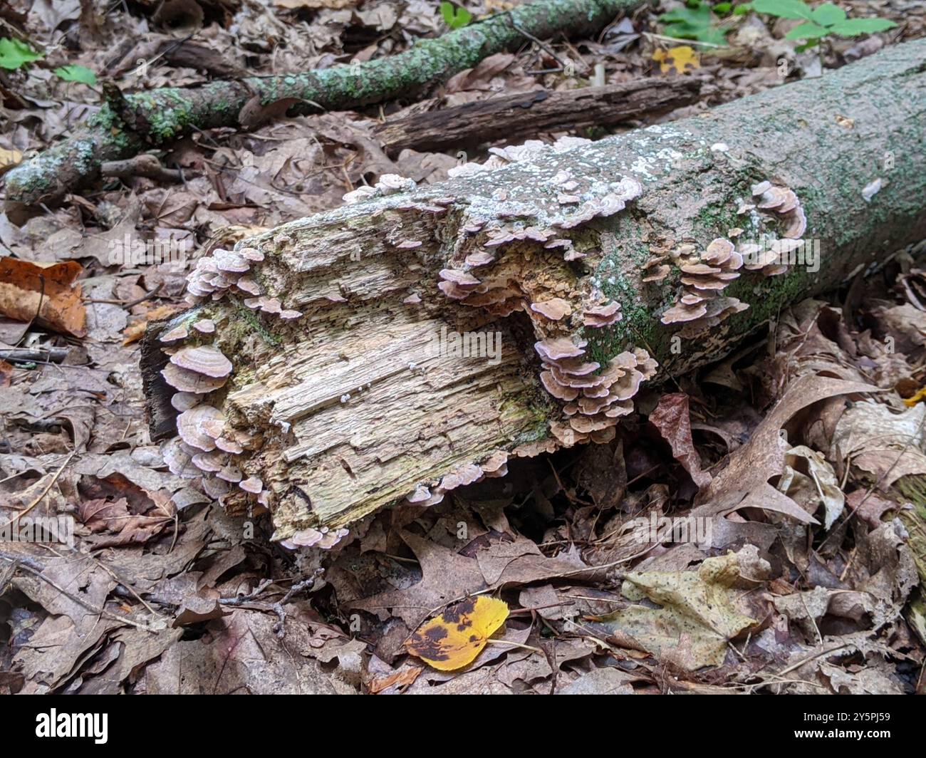 violet-toothed polypore (Trichaptum biforme) Fungi Stock Photo - Alamy