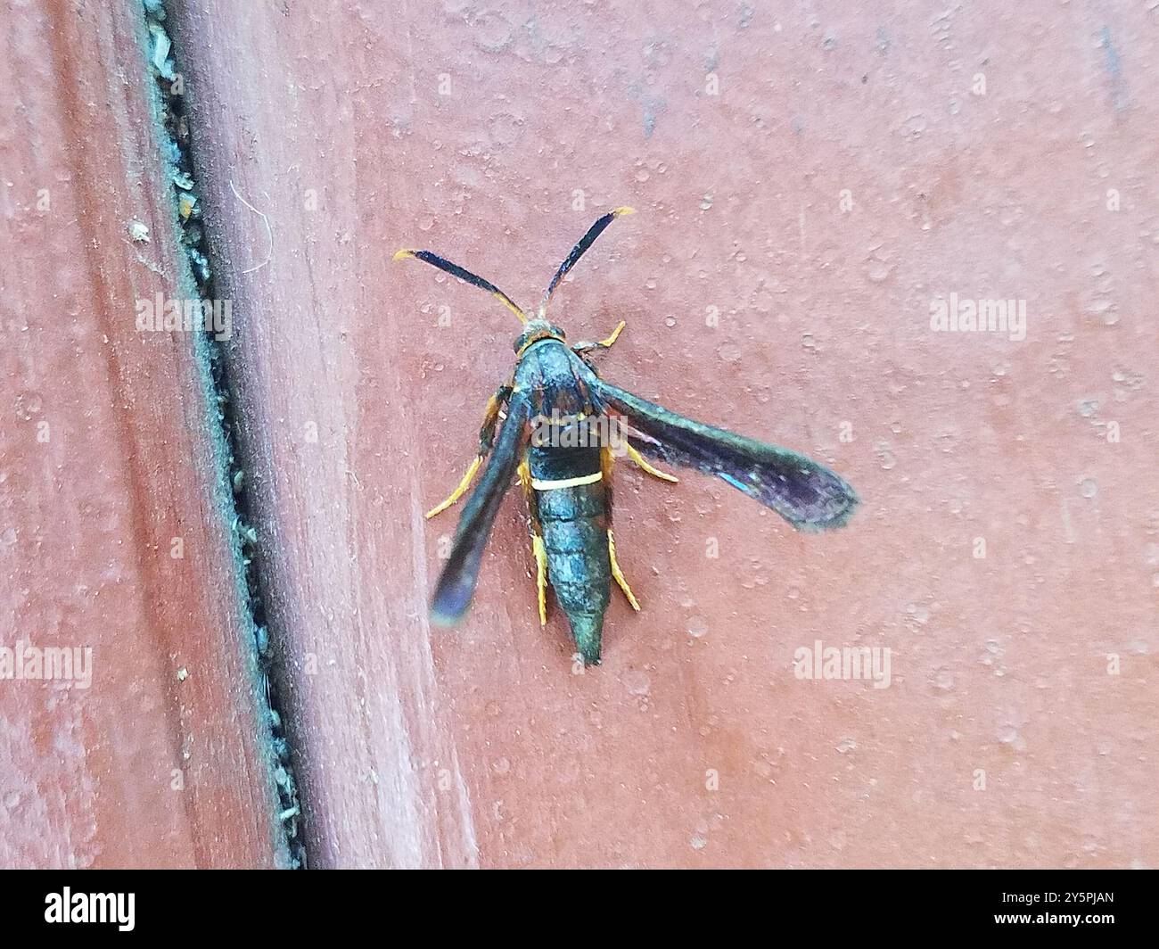 Lesser Grape Root Borer Moth (Vitacea scepsiformis) Insecta Stock Photo ...
