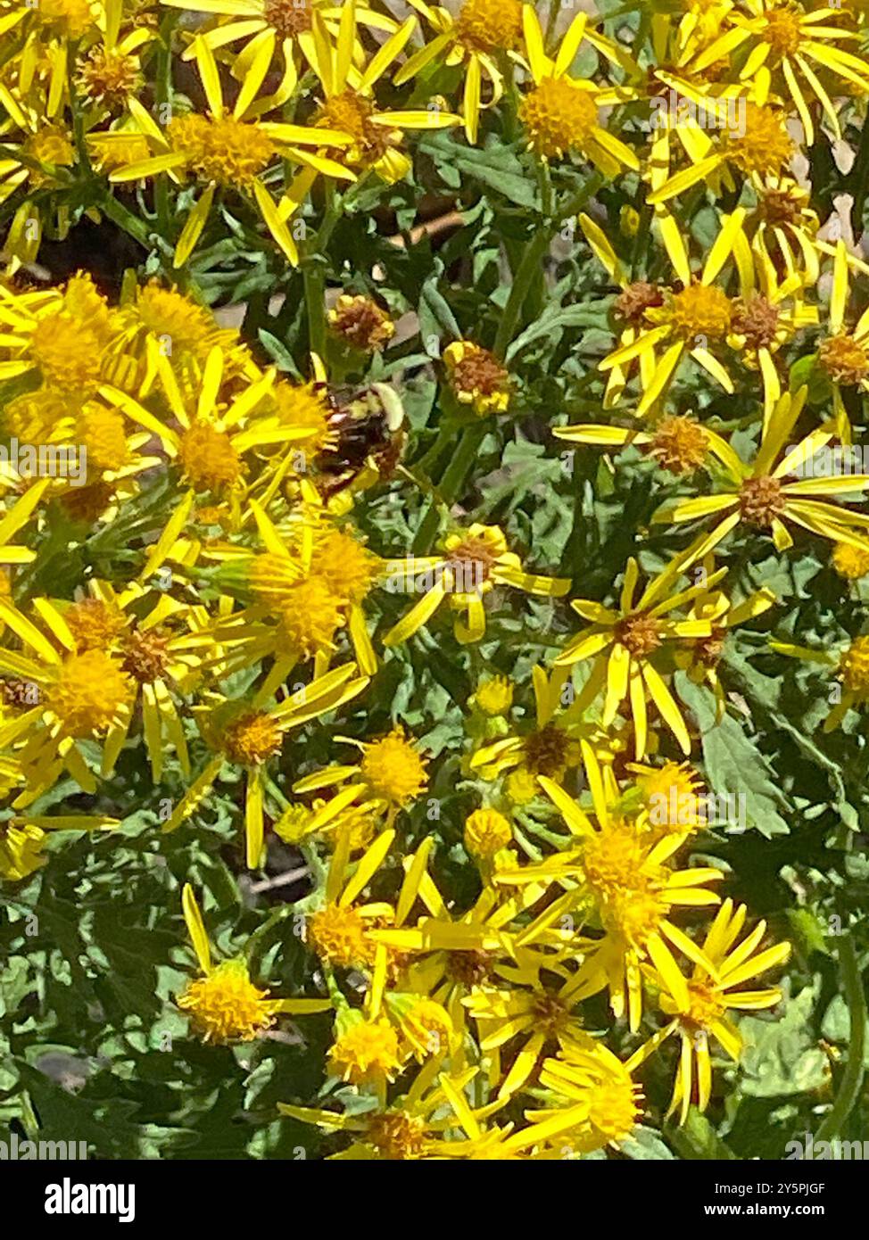 Yellow-faced Bumble Bee (Bombus vosnesenskii) Insecta Stock Photo - Alamy