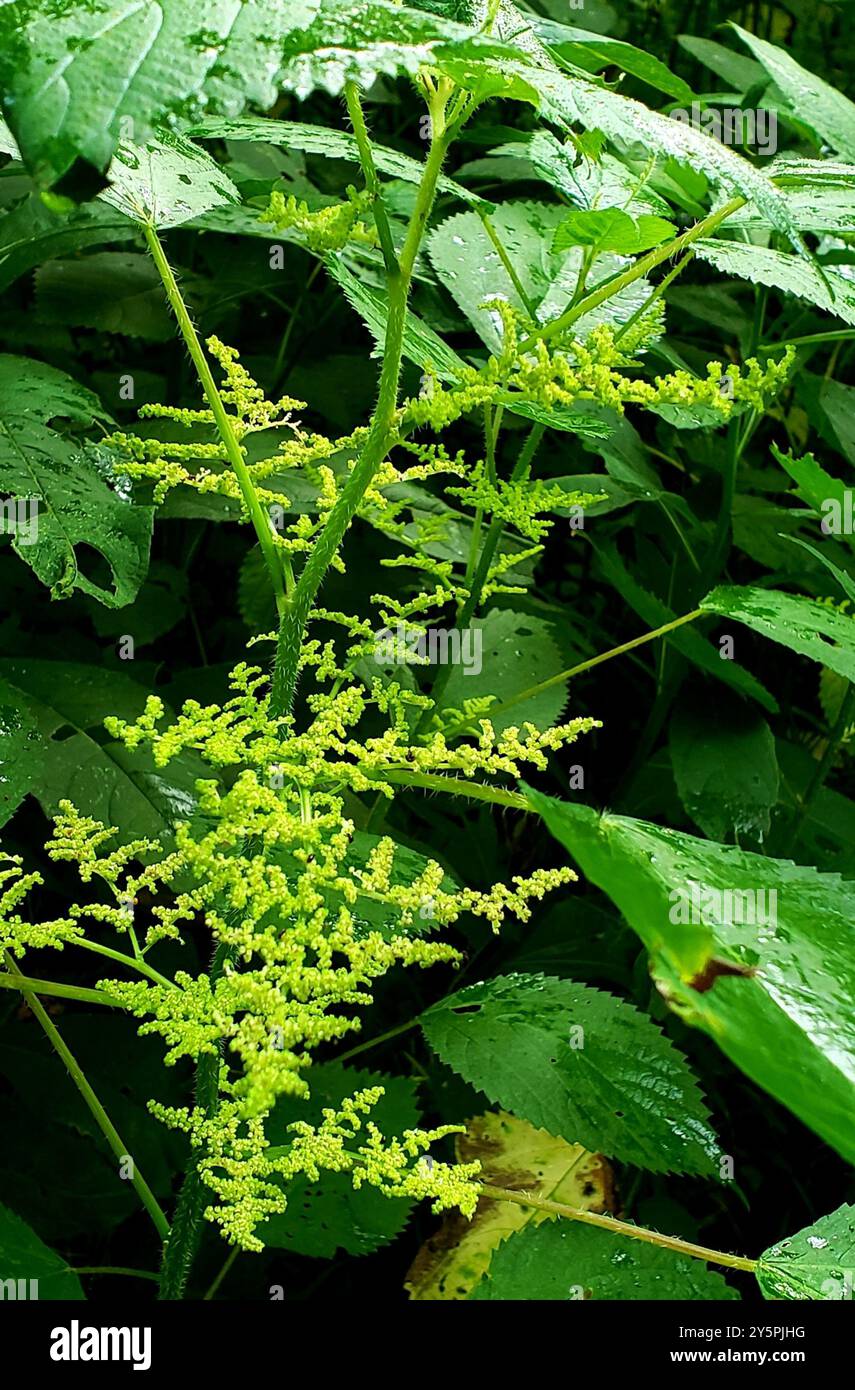 wood nettle (Laportea canadensis) Plantae Stock Photo - Alamy