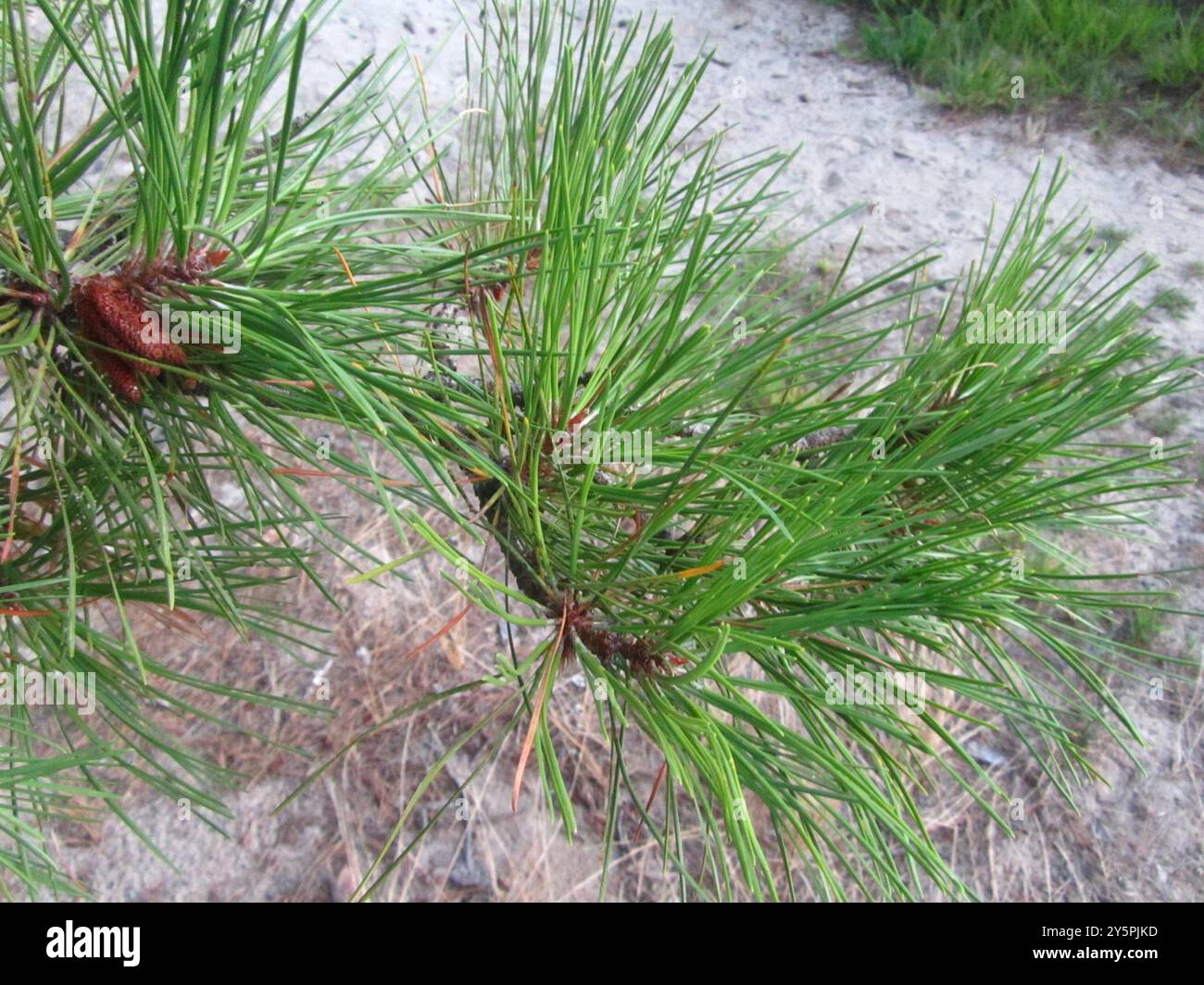 pitch pine (Pinus rigida) Plantae Stock Photo - Alamy
