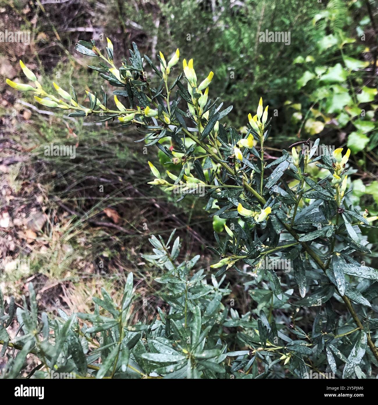 Vlei Honeybush (Cyclopia subternata) Plantae Stock Photo - Alamy