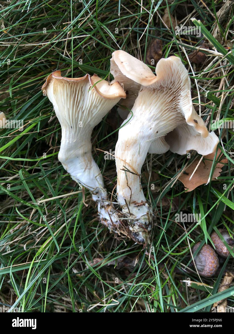Shoehorn Oyster Mushroom