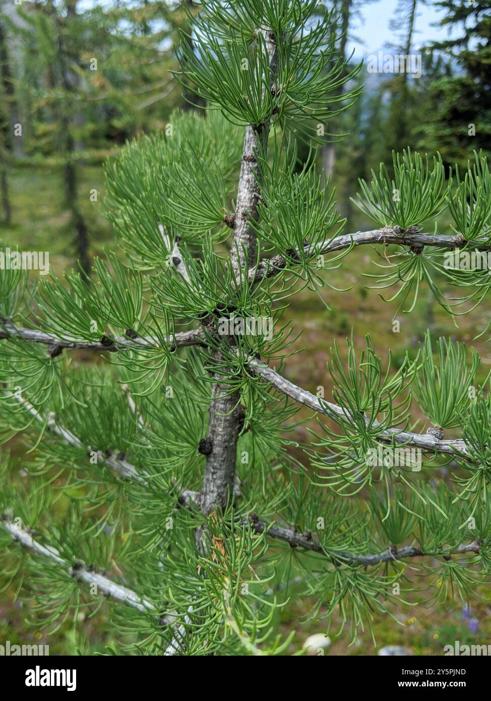subalpine larch (Larix lyallii) Plantae Stock Photo - Alamy