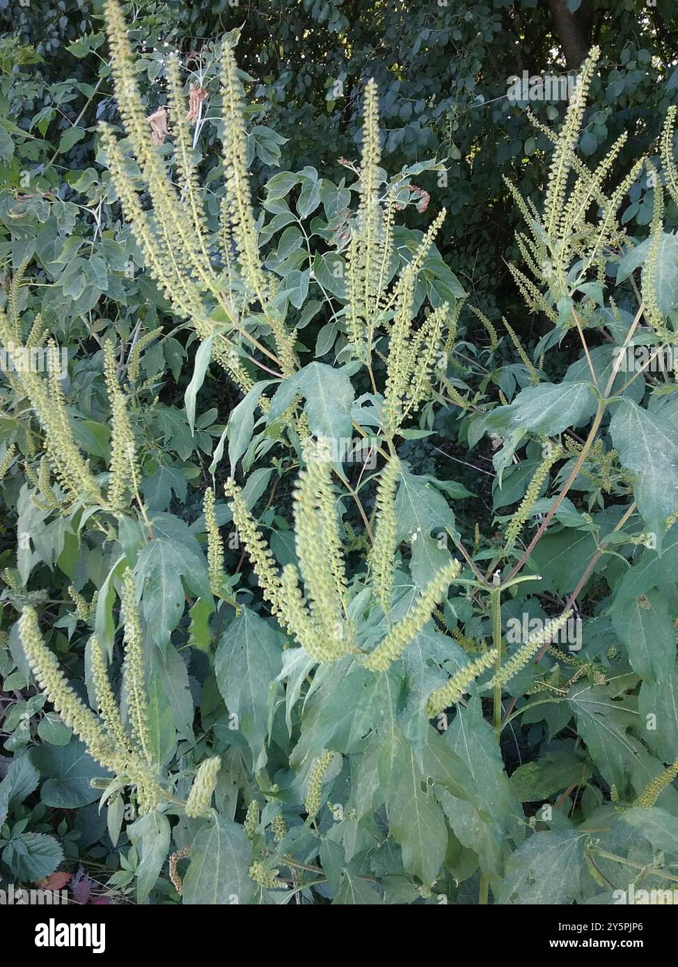 giant ragweed (Ambrosia trifida) Plantae Stock Photo - Alamy