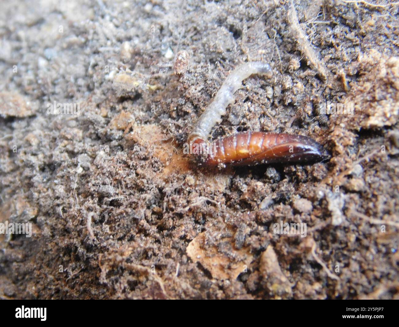 Beetles (Coleoptera) Insecta Stock Photo - Alamy