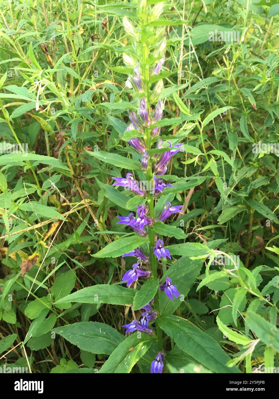 Great Blue Lobelia Lobelia Siphilitica Plantae Stock Photo Alamy