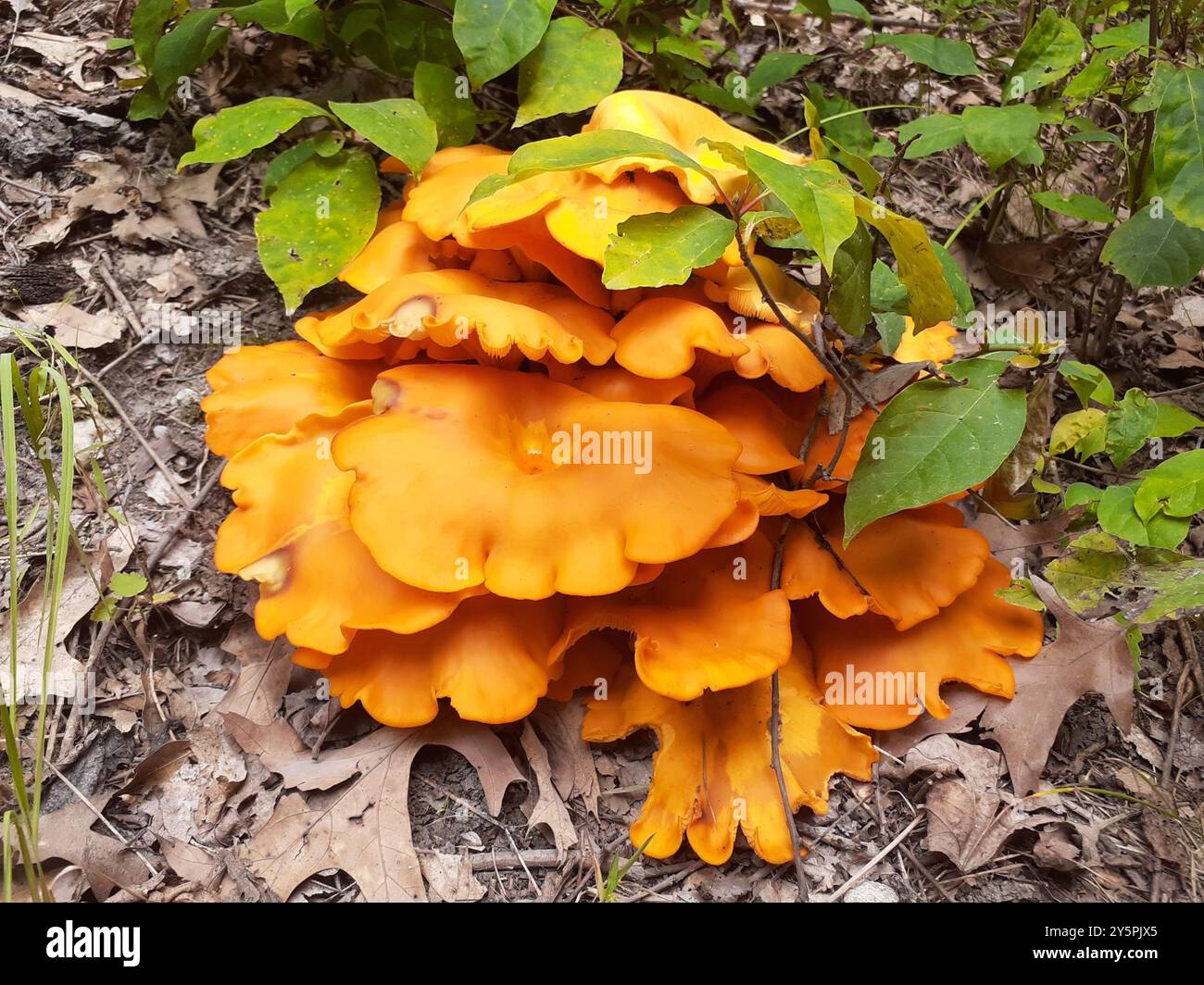 Eastern American jack-o'-lantern (Omphalotus illudens) Fungi Stock ...