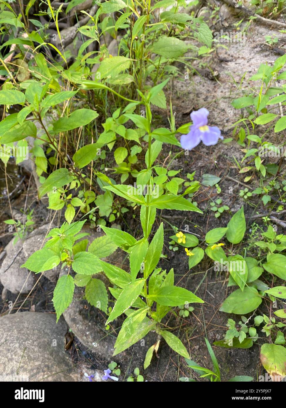 Allegheny monkeyflower (Mimulus ringens) Plantae Stock Photo - Alamy