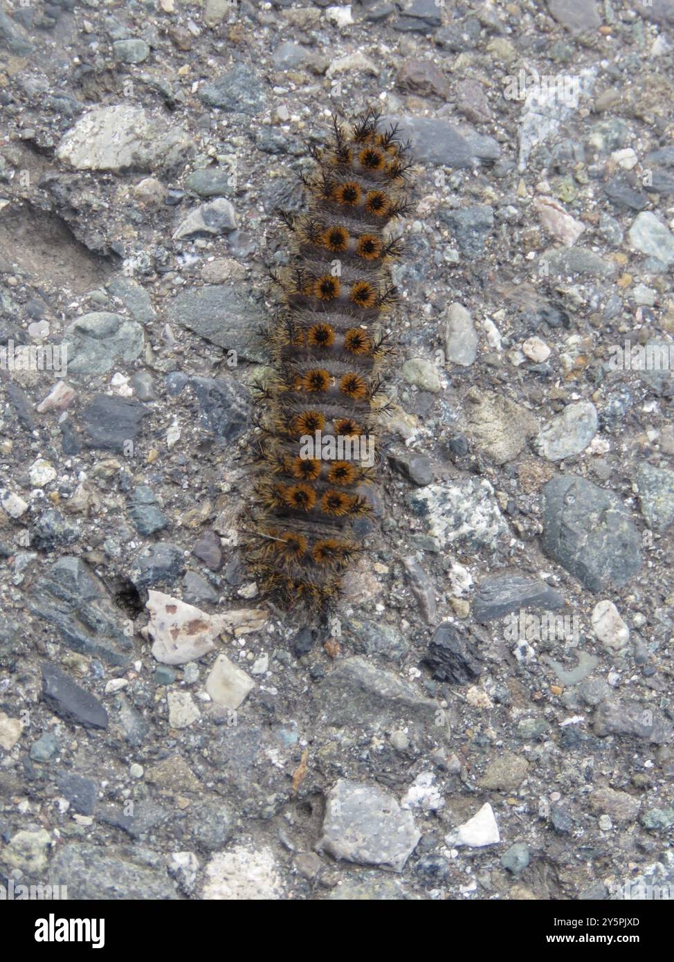 Western Sheep Moth (Hemileuca eglanterina) Insecta Stock Photo - Alamy
