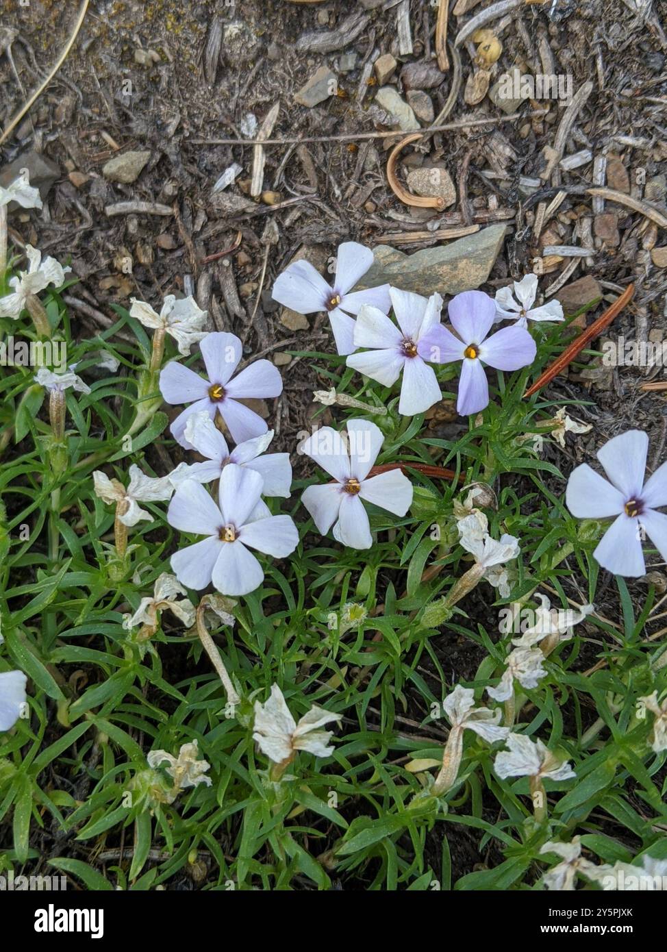 spreading phlox (Phlox diffusa) Plantae Stock Photo - Alamy