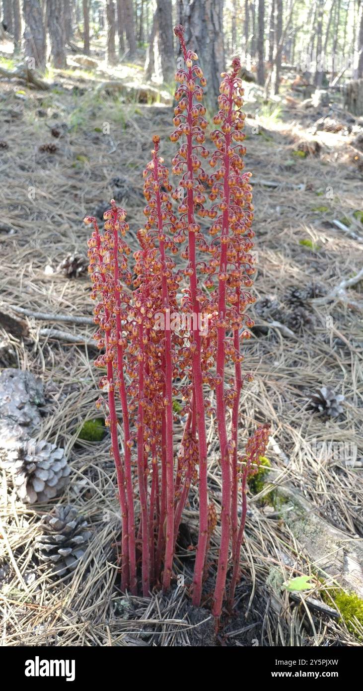 woodland pinedrops (Pterospora andromedea) Plantae Stock Photo - Alamy