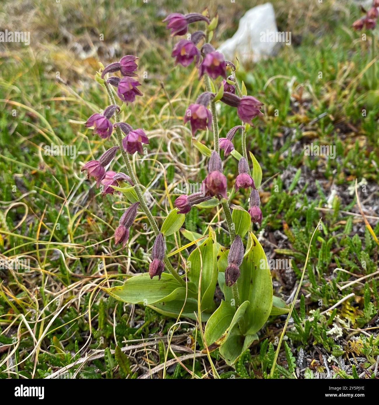 Dark-red Helleborine (Epipactis atrorubens) Plantae Stock Photo - Alamy