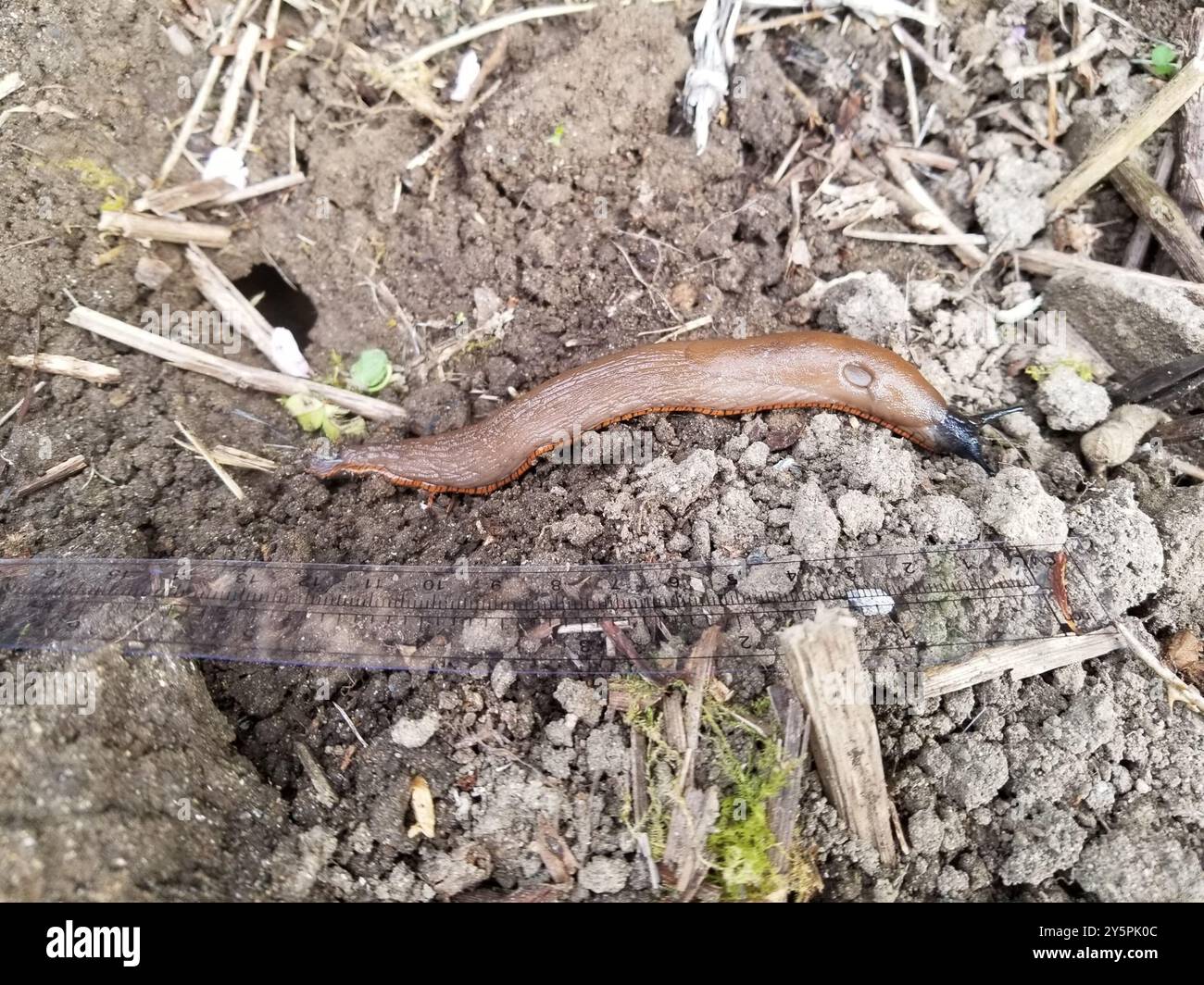 ater-group Arion Slugs (Arion) Mollusca Stock Photo - Alamy