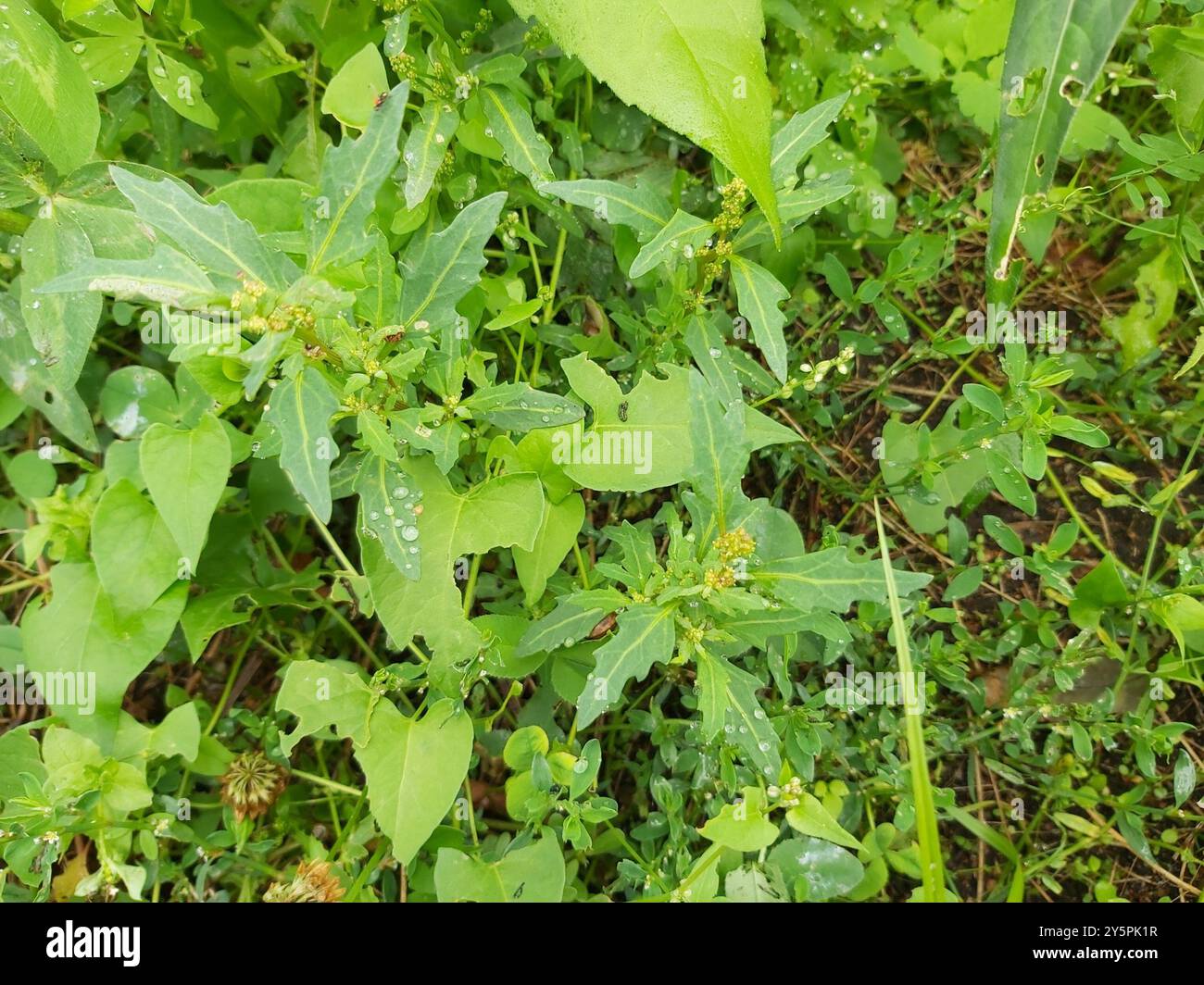 oak-leaved goosefoot (Oxybasis glauca) Plantae Stock Photo - Alamy