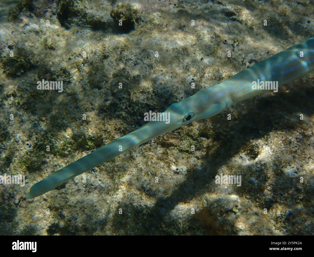Bluespotted Cornetfish (Fistularia commersonii) Actinopterygii Stock ...