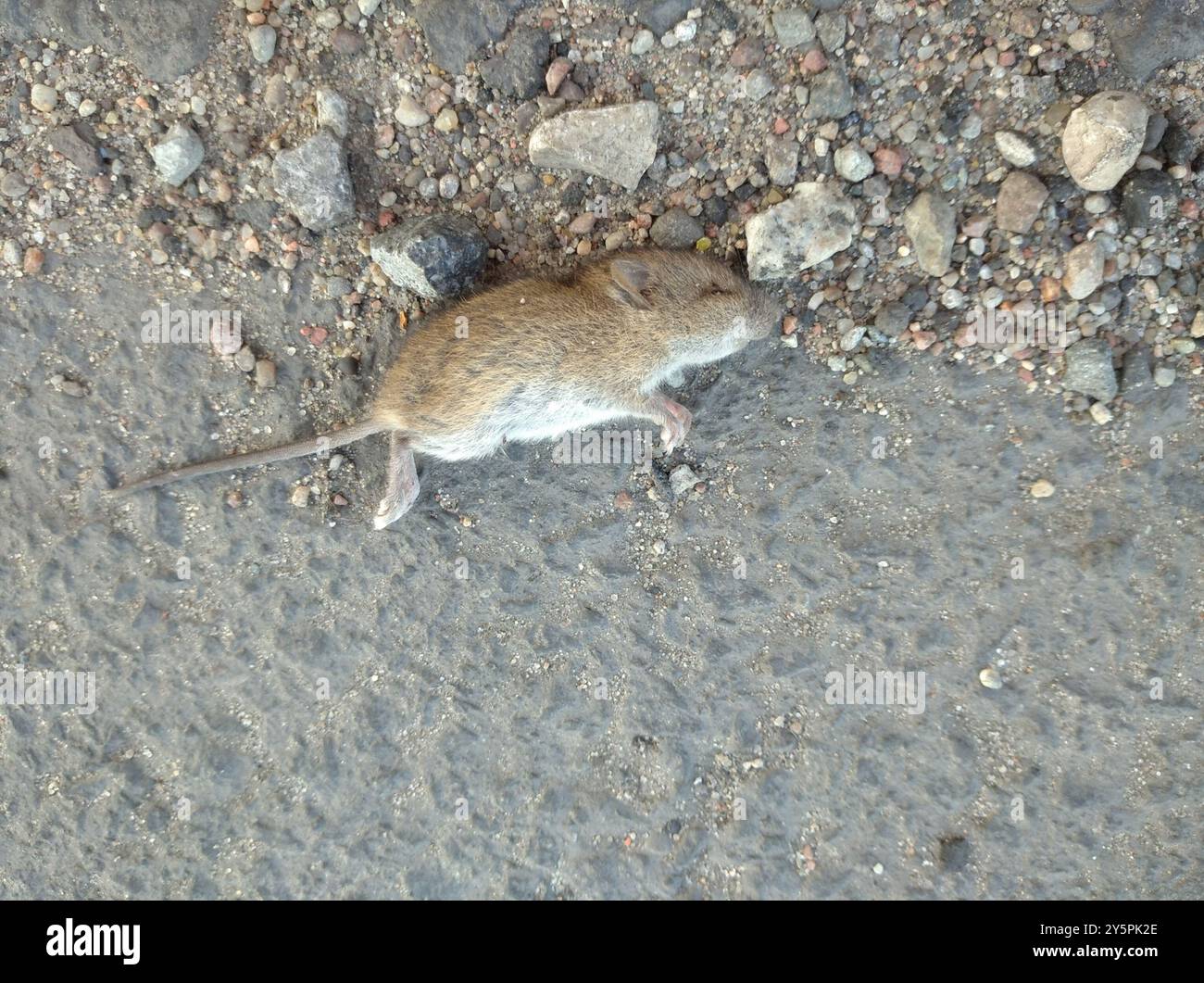 Striped Field Mouse (Apodemus agrarius) Mammalia Stock Photo - Alamy