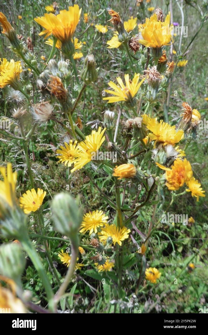 Hawkweed Oxtongue (Picris hieracioides) Plantae Stock Photo - Alamy