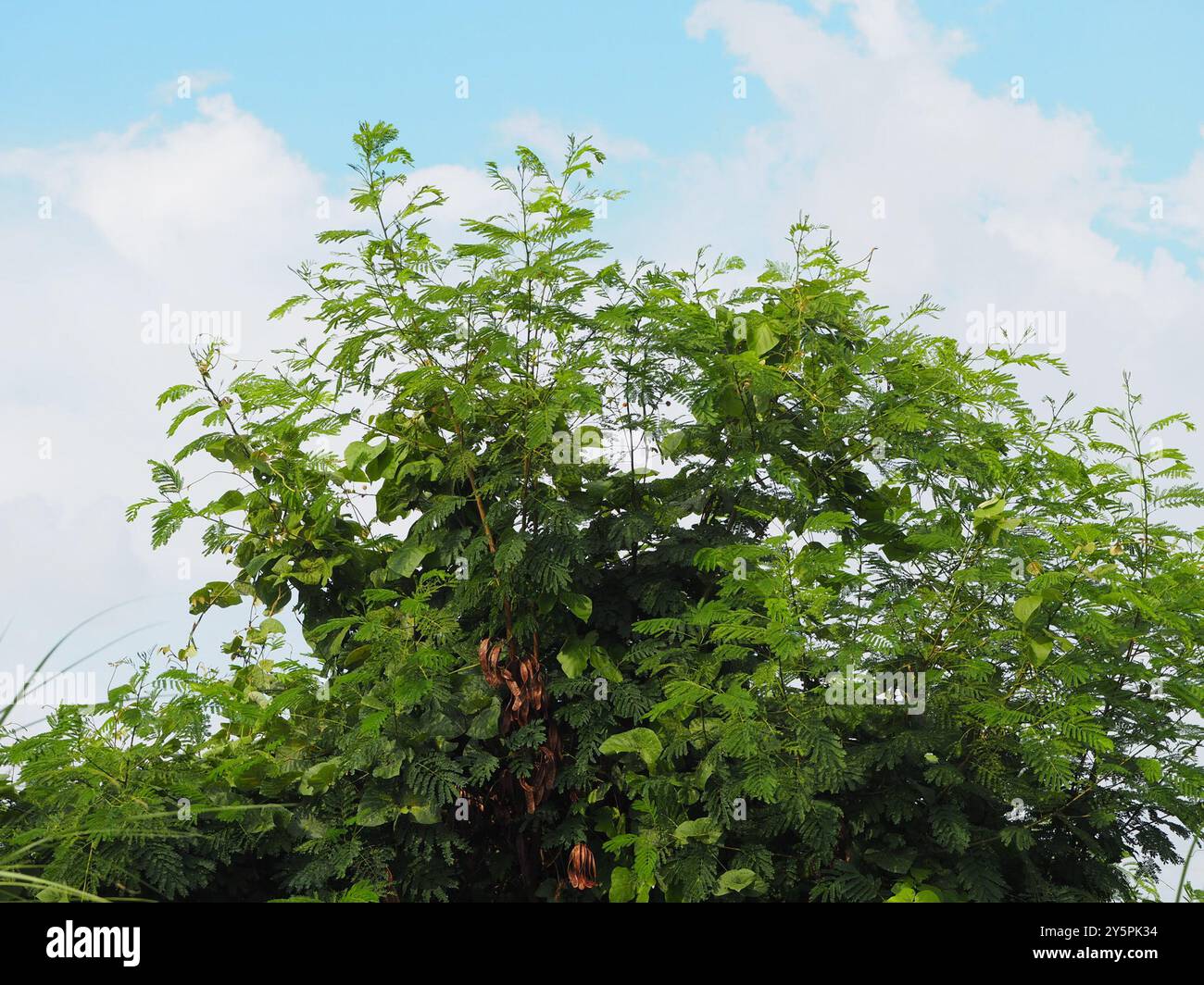 White leadtree (Leucaena leucocephala) Plantae Stock Photo - Alamy